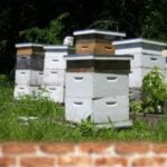 Dadant and Sons | BEESynergy