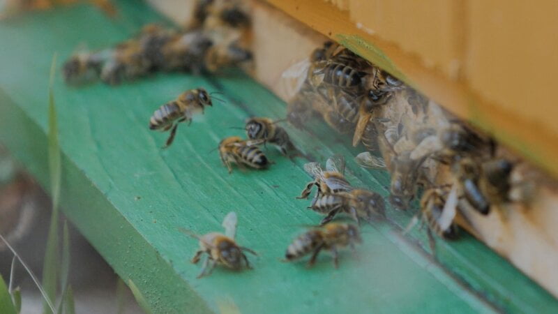 Bee Hive Weight Monitoring | BEESynergy