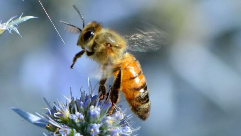 Carolina Honeybees - BEESynergy
