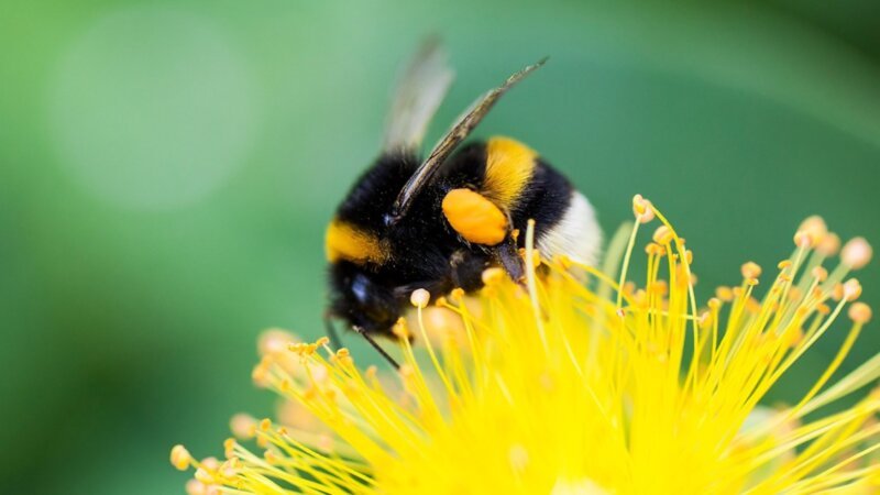 New York Bee Sanctuary - BEESynergy