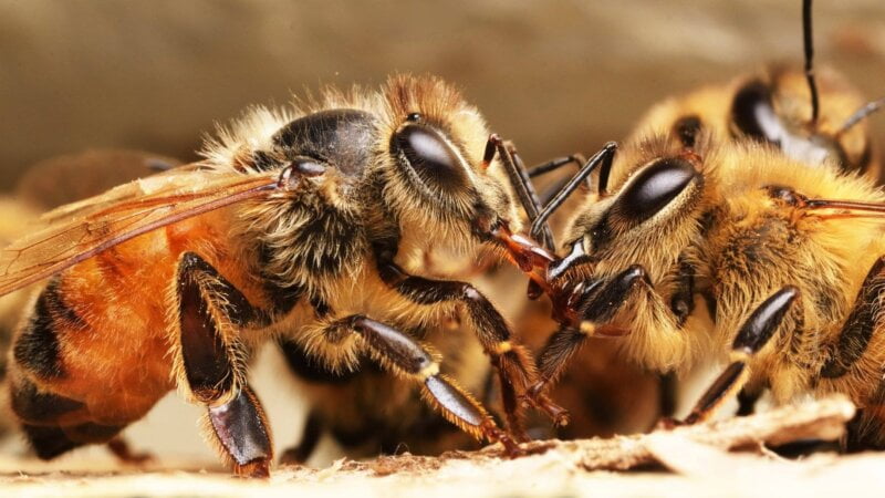 New York Bee Sanctuary | BEESynergy