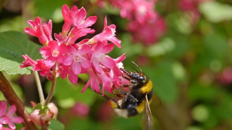 GloryBee - BEESynergy