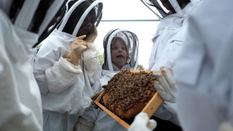 Honey Bee Haven Beesynergy