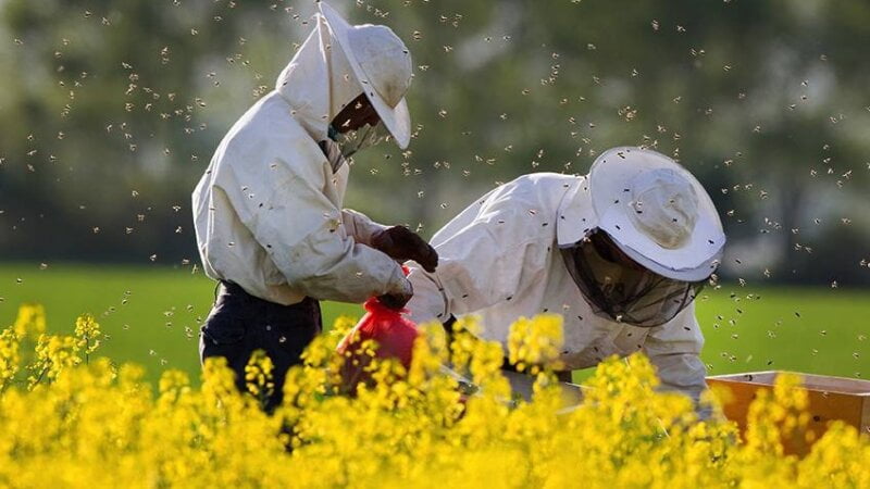 Honey Bee Haven Beesynergy