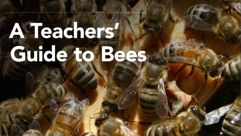 The Wheen Bee Foundation - BEESynergy